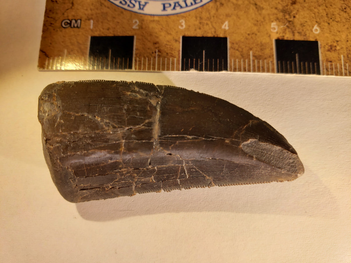 Jurassic Morrison Allosaurus Tooth VF-JC-24-007 – Fossil Avenue