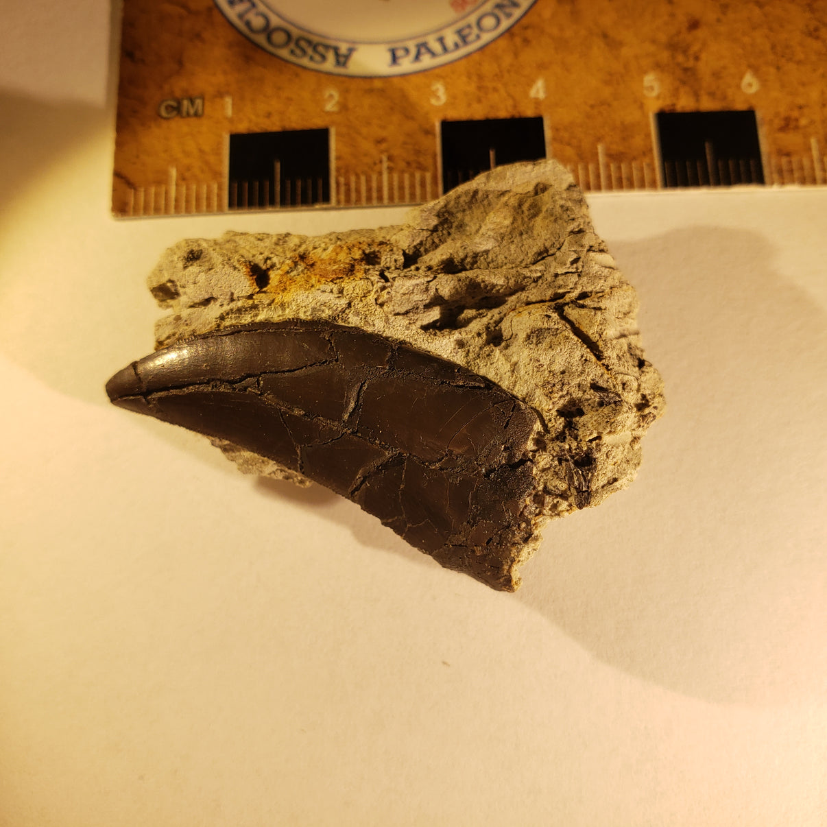 Jurassic Morrison Ceratosaurus(?) Tooth VF-JC-24-010 – Fossil Avenue