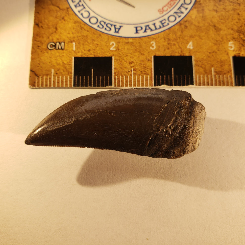 Jurassic Morrison Allosaurus Tooth VF-JC-24-012 – Fossil Avenue