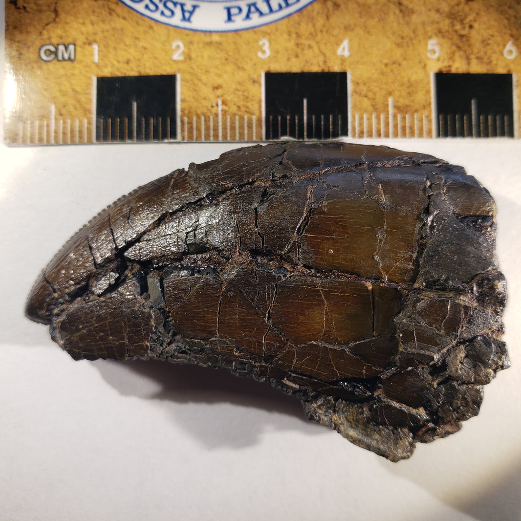 Dinosaur Teeth – Fossil Avenue