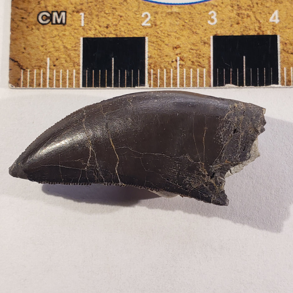 Dinosaurs – Fossil Avenue