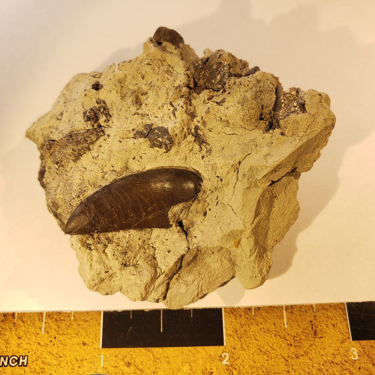 Jurassic Morrison Allosaurus Tooth VF-JC-24-031 – Fossil Avenue