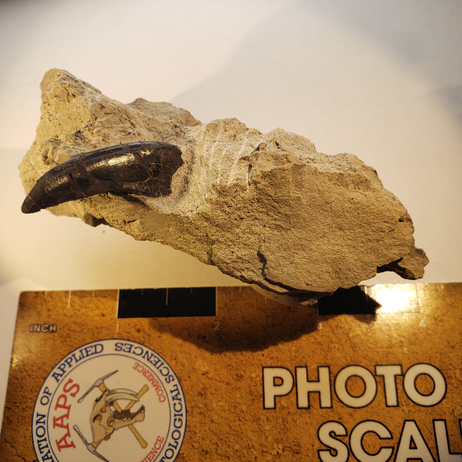 Dinosaur Teeth – Fossil Avenue