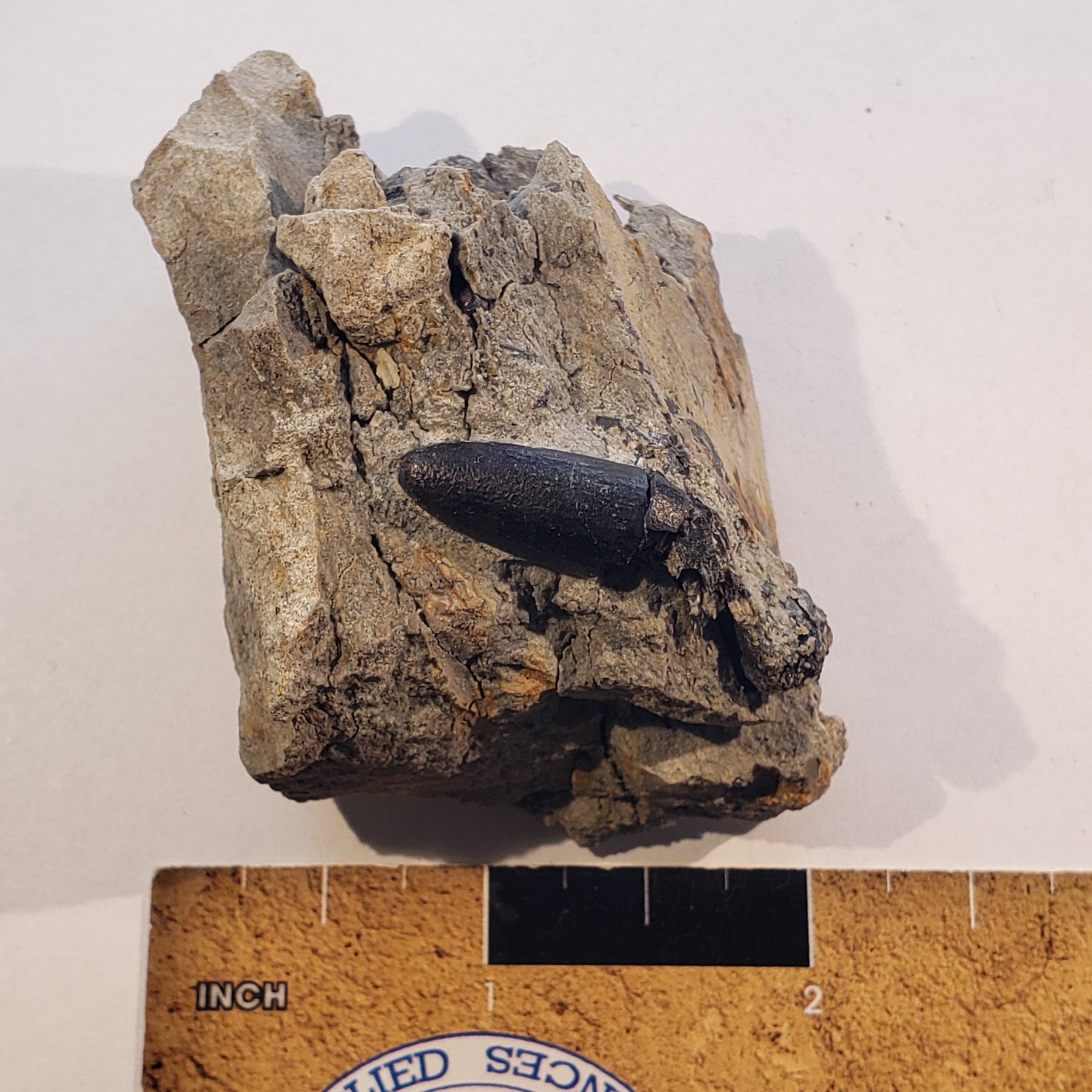 Jurassic Morrison Apatosaurus Tooth VF-JC-24-043 – Fossil Avenue