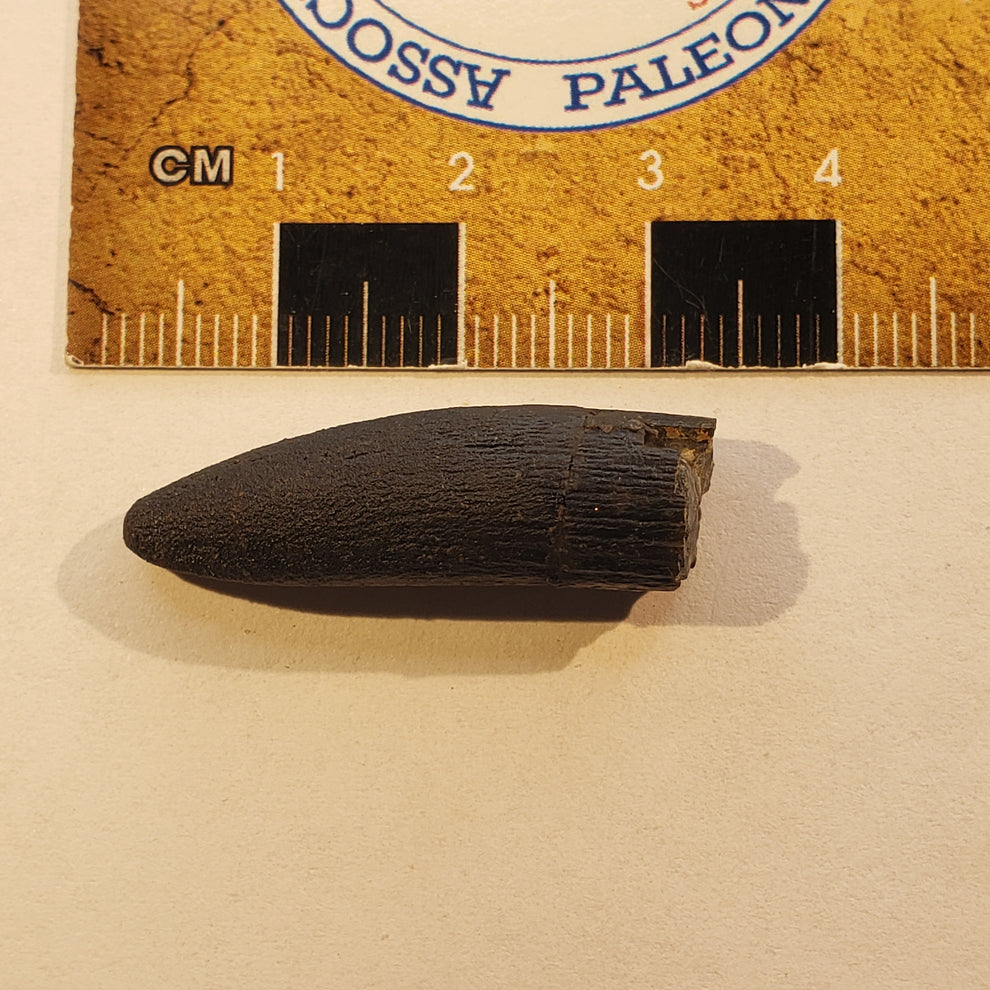 Jurassic Morrison Apatosaurus Tooth VF-JC-24-045 – Fossil Avenue
