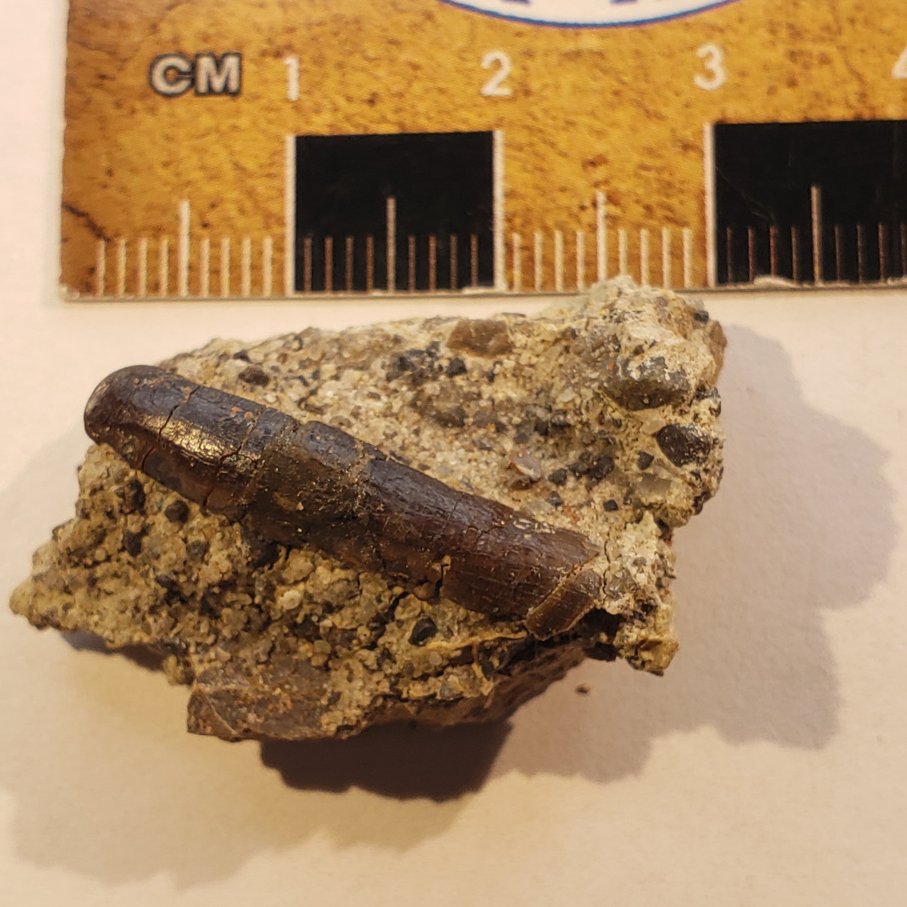 Jurassic Morrison Apatosaurus Tooth VF-JC-24-049 – Fossil Avenue