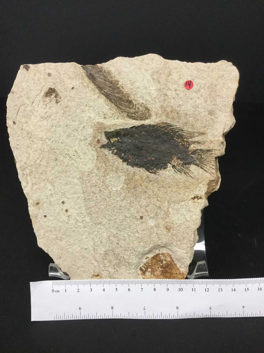 Vertebrate Green River Formation – Fossil Avenue