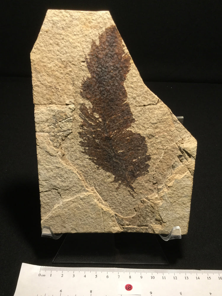 Fossil Plants – Fossil Avenue