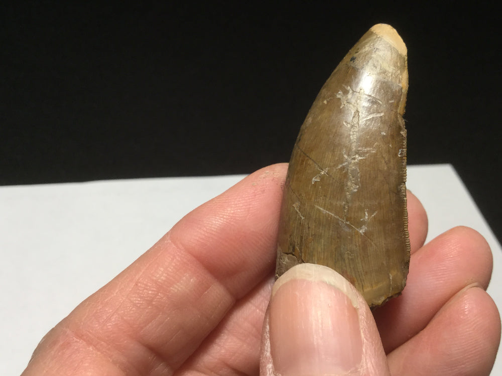 Vertebrate Fossils – Fossil Avenue